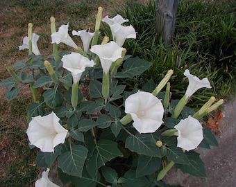 White Trumpet Flower | Etsy