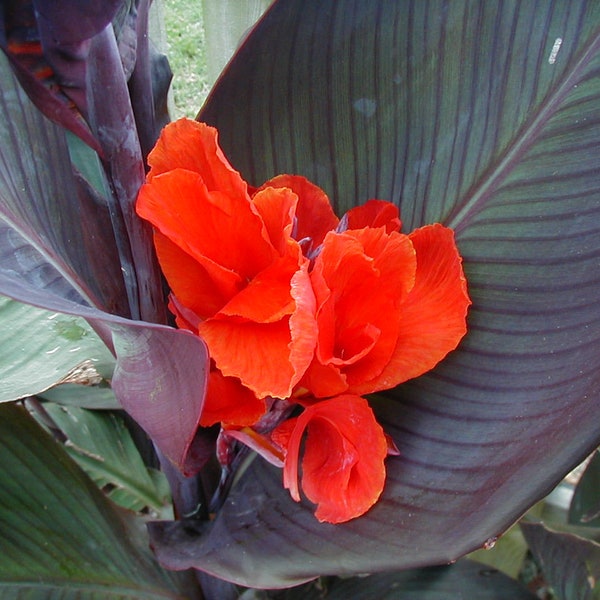 Black Knight Canna - Etsy