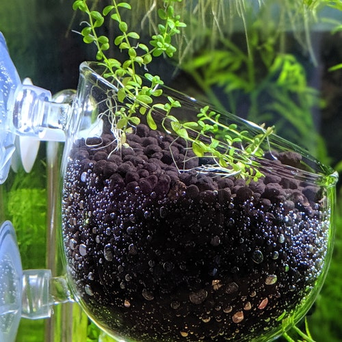 Crystal Glass Aquatic Cup Pot for Fish Tank Aquarium - Etsy