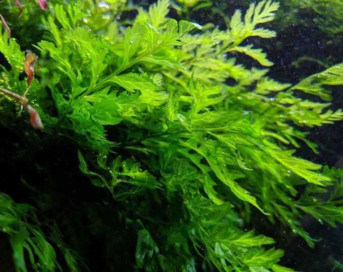 Live African Water Fern / Bolbitis Heudelotii, Aquarium Plants - Etsy