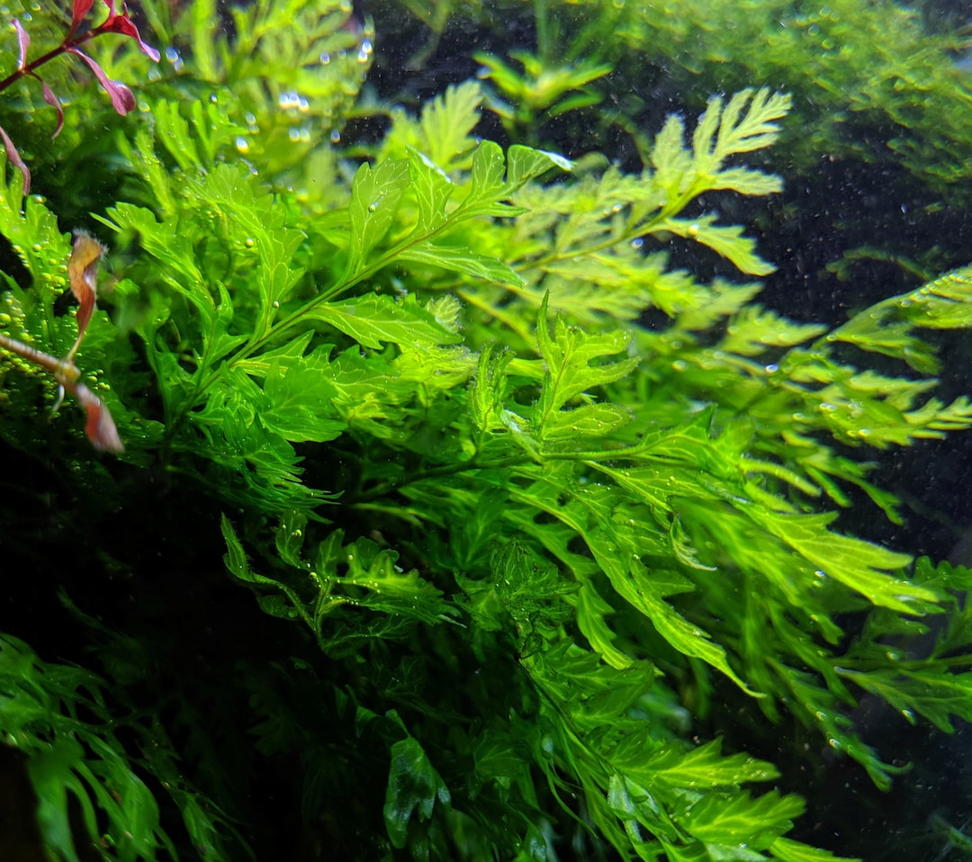 Live African Water Fern / Bolbitis Heudelotii, Aquarium Plants - Etsy