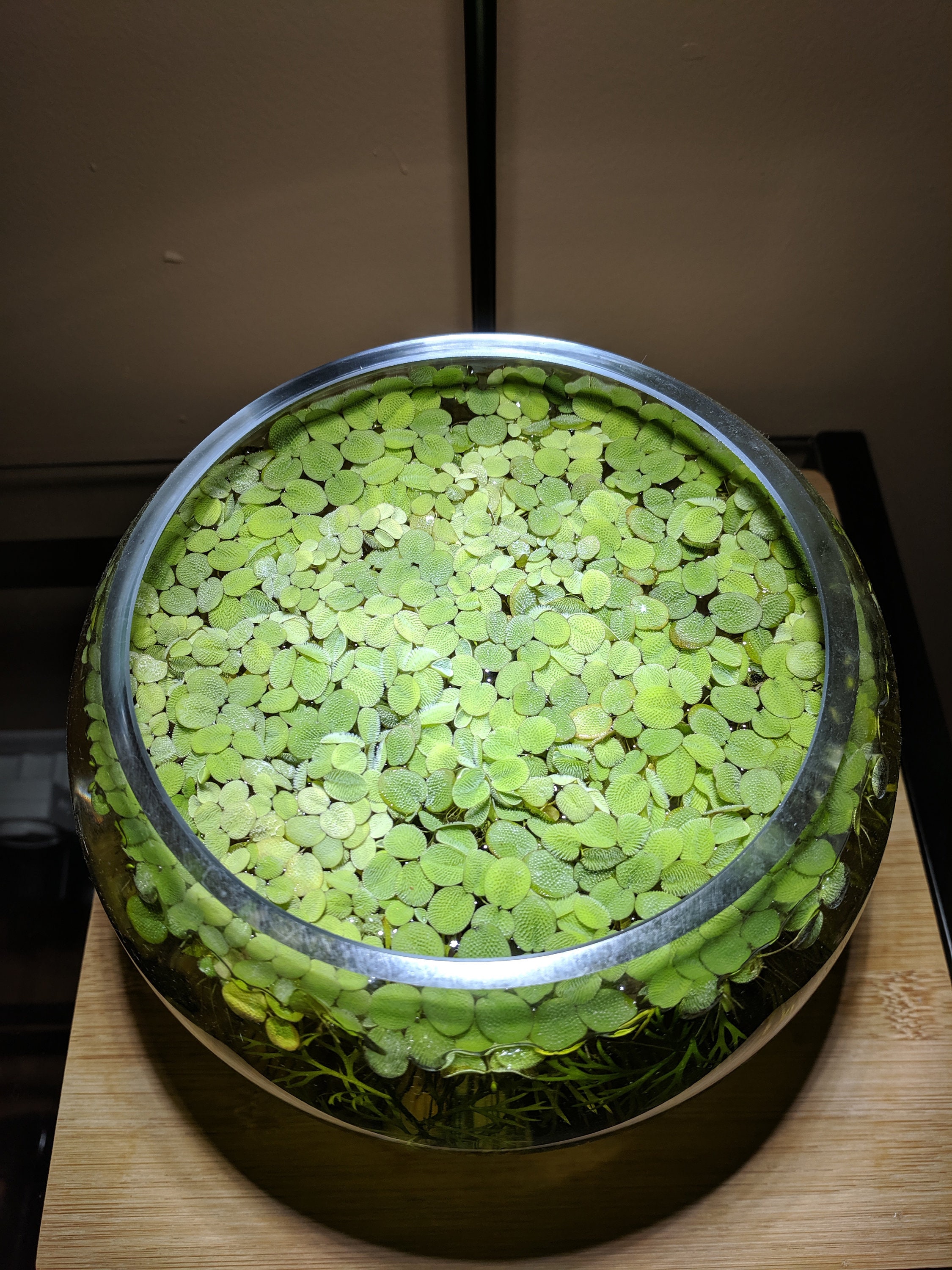 Aquatic Water Spangles Salvinia Minima Common Salvinia - Etsy