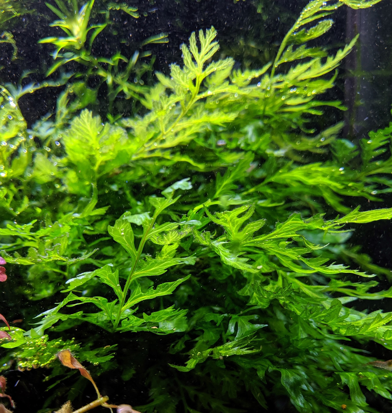 Live African Water Fern / Bolbitis Heudelotii, Aquarium Plants - Etsy