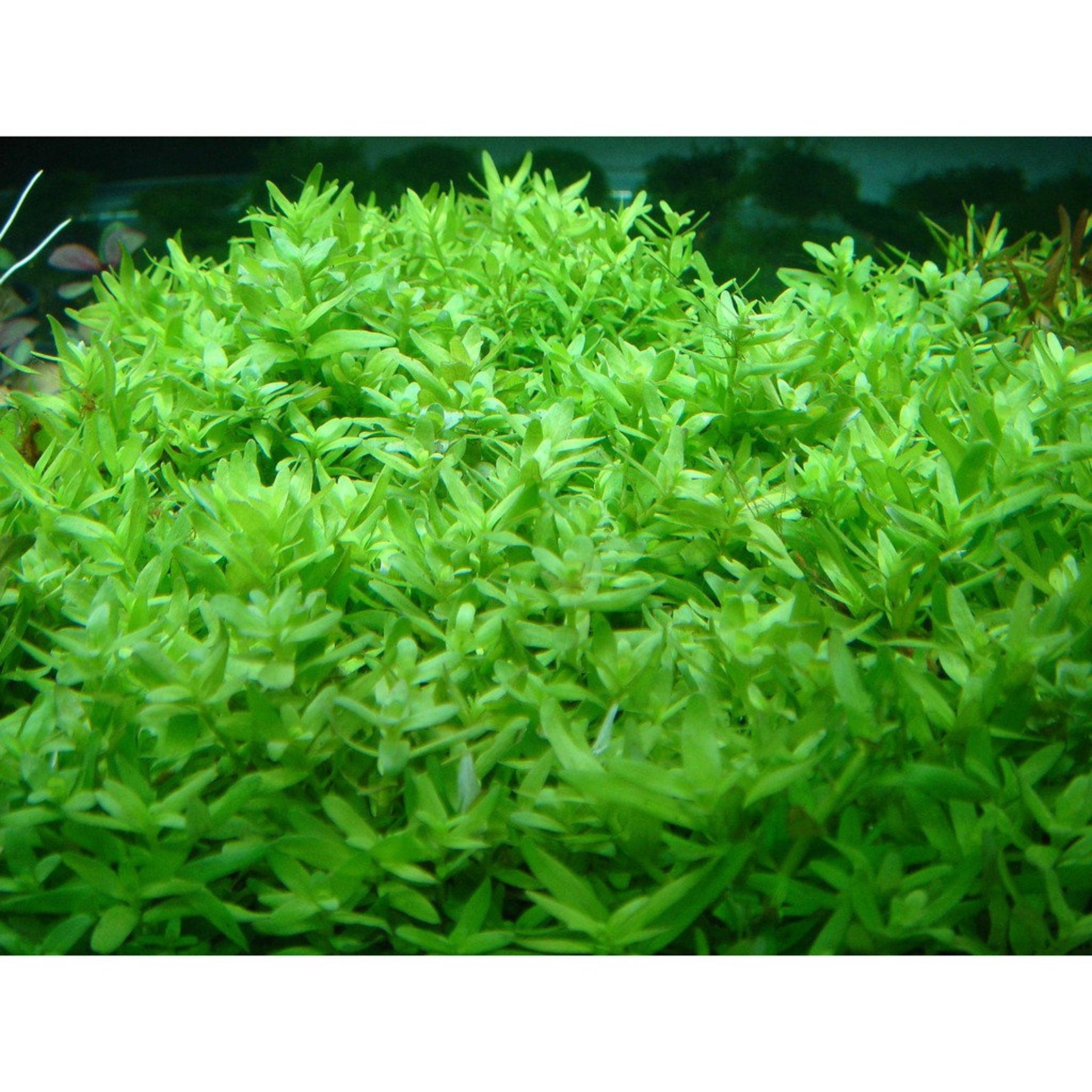 Green Rotala / Rotala Rotundifolia / Mid-background Aquatic - Etsy