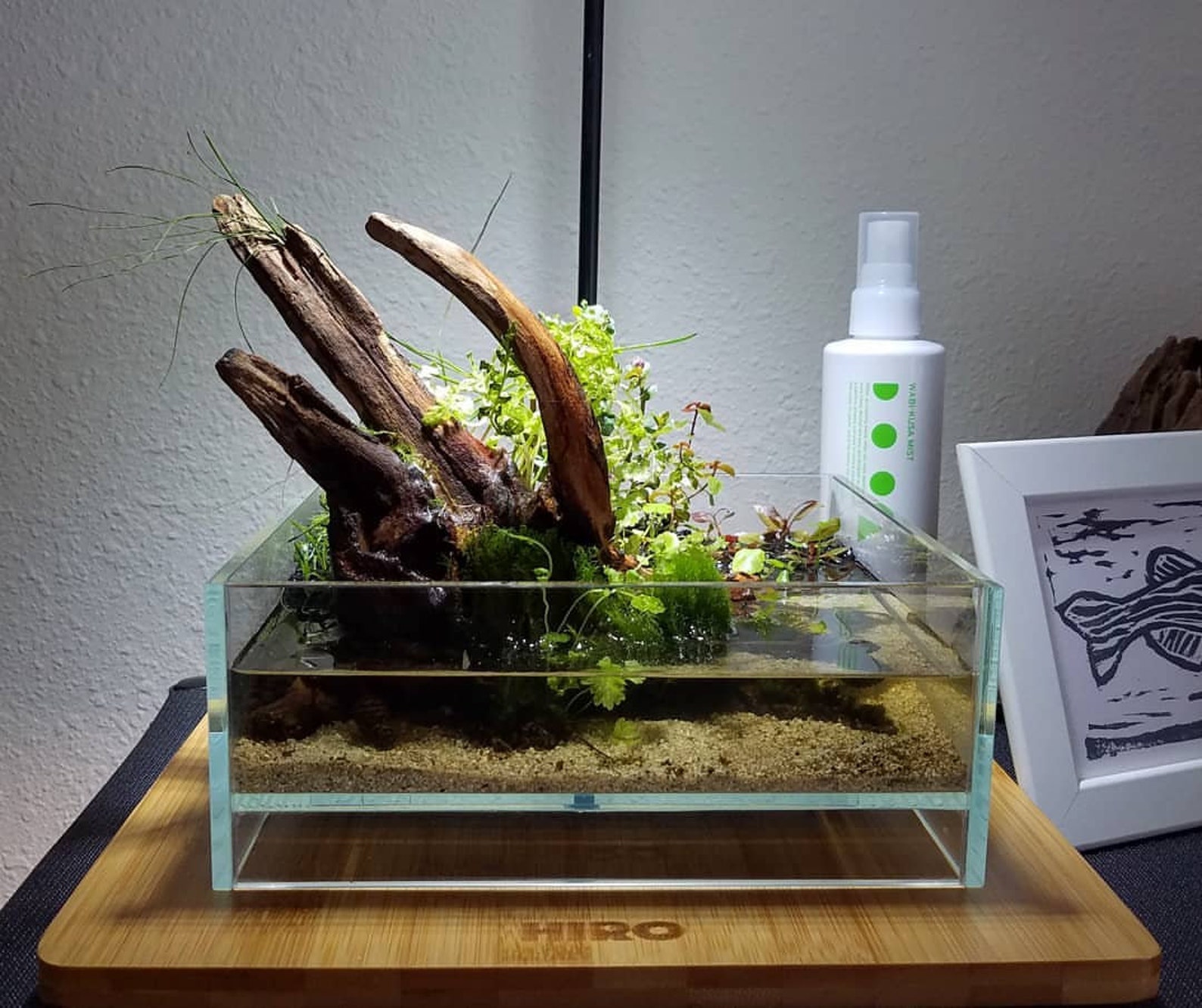 HIRO Aquatics Nano Shallow Rimless Tank, Low-iron Glass, for Wabikusa ...