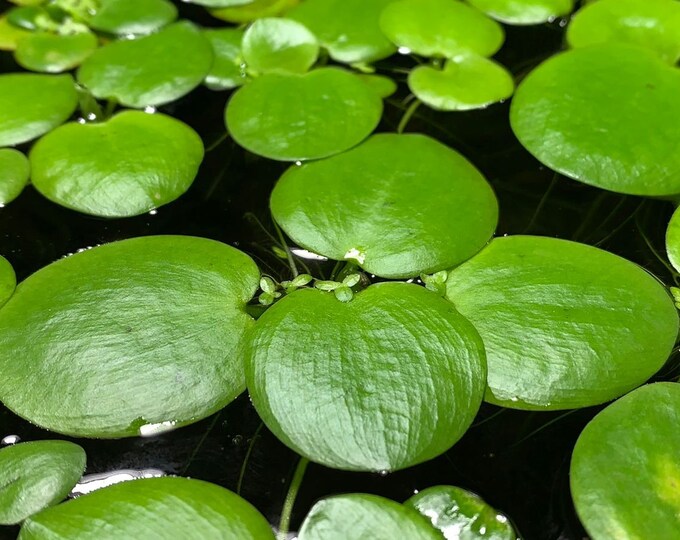 Large Amazon Frogbit, Limnobium Laevigatum, Smooth Frogbit, Aquarium ...