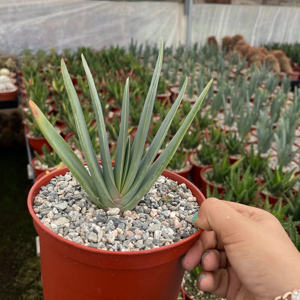 Rare Aloe - Etsy