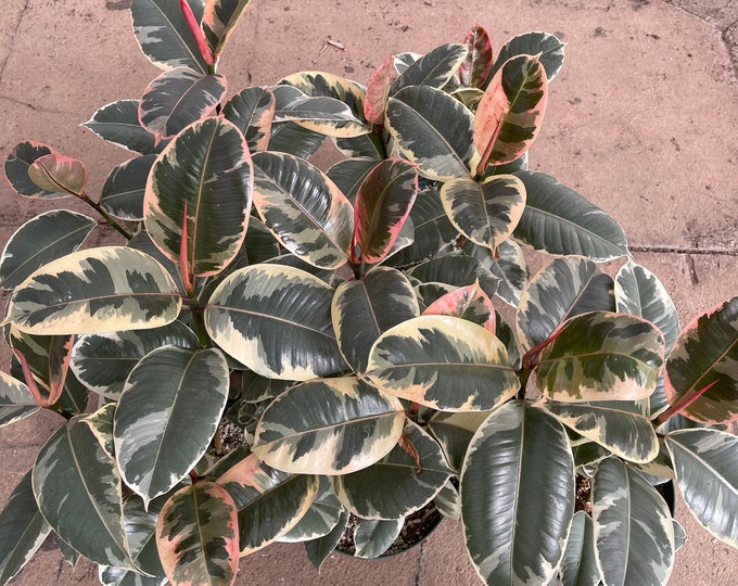 Ficus Tineke Live Plant 8 Pot - Etsy