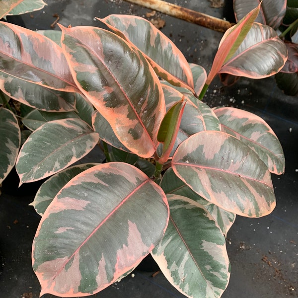 Ficus Pink Princess - Etsy