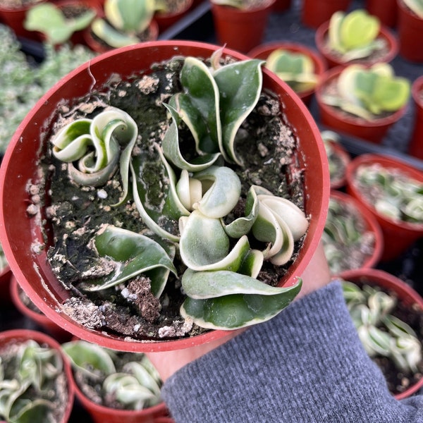 Hindu Rope Plant - Etsy