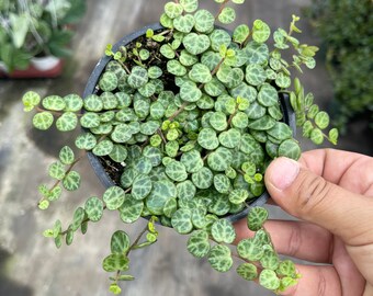 Peperomia Prostrata Rare String of Turtles Non-toxic - Etsy