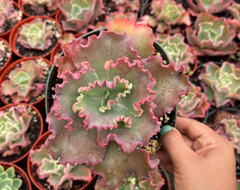 Red Echeveria | Etsy
