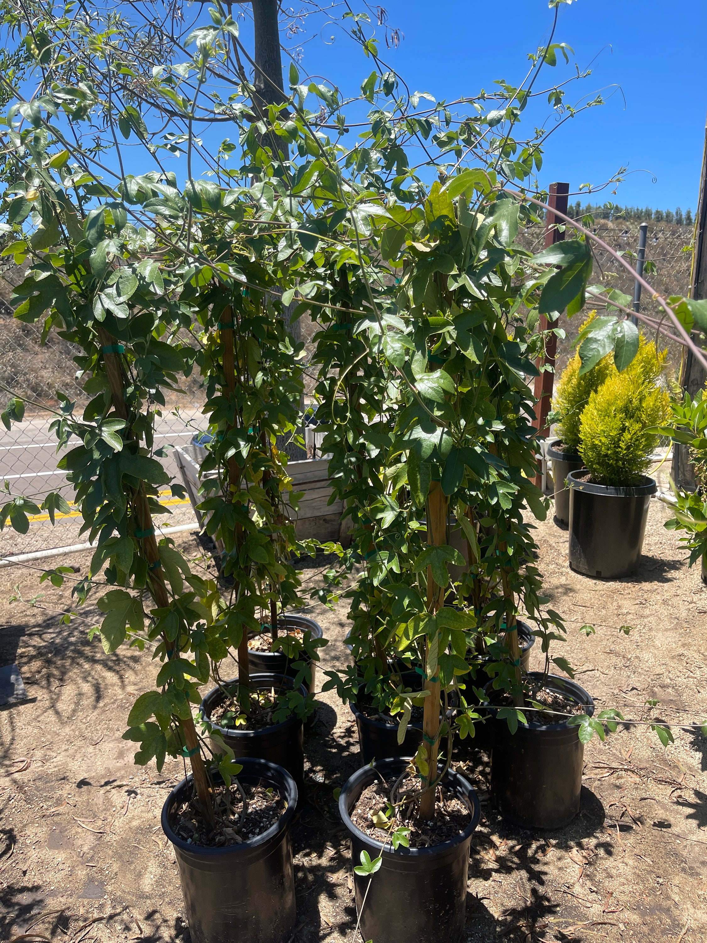 Passion Fruit Vine Trellis