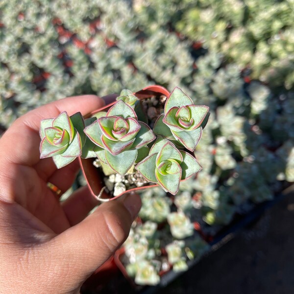 String and Button - Etsy