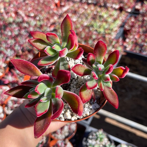 Red Ruby Slippers - Etsy