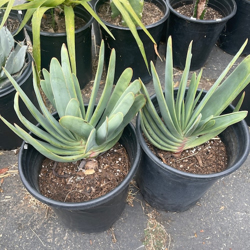 Aloe Plicatilis Fan Aloe Rare Fan Aloe Tree Drought - Etsy