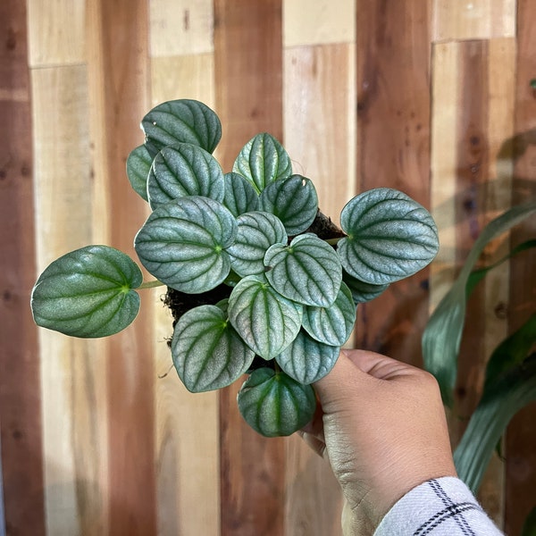 Peperomia - Etsy