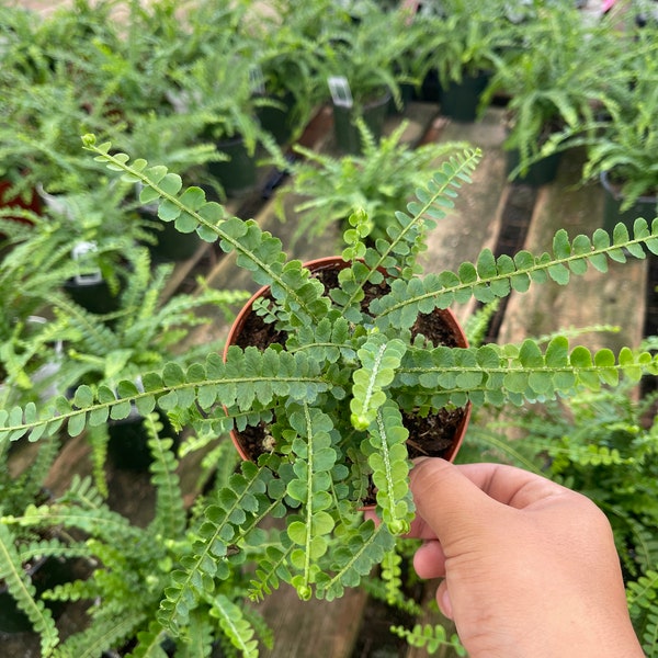 Miniature Fern - Etsy