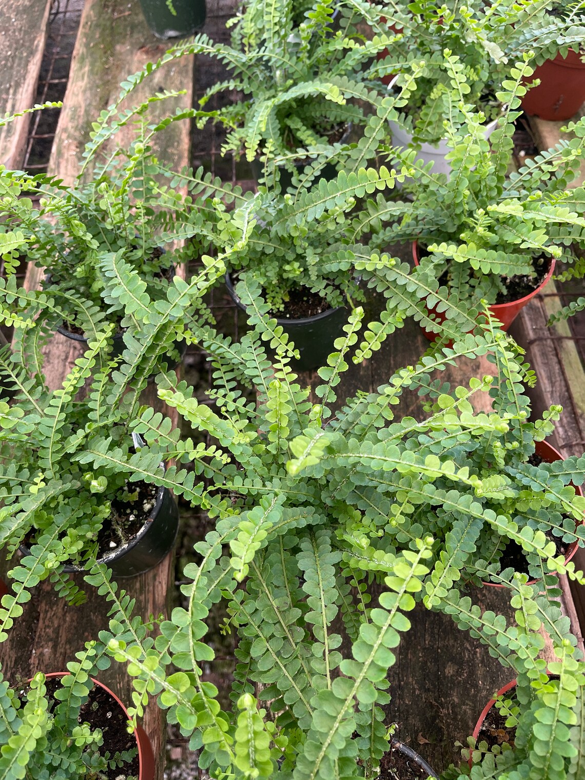 4 Lemon Button Fern Etsy