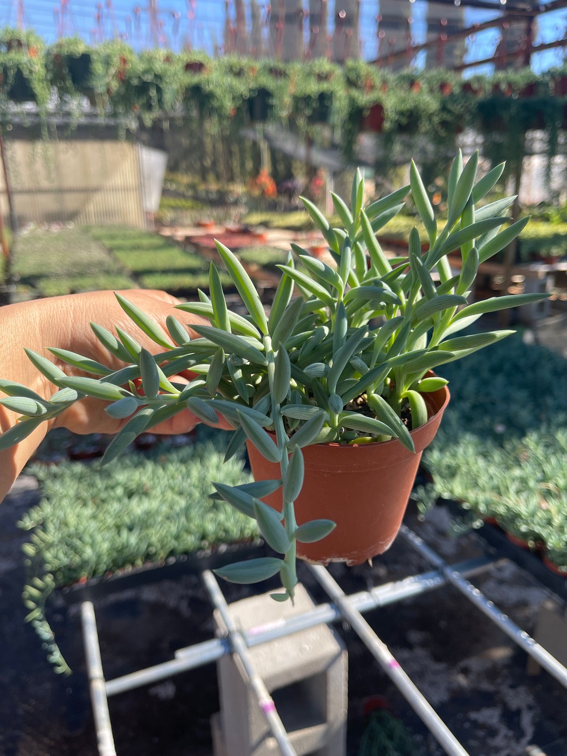 4 Fish Hook Succulent Plant - Etsy