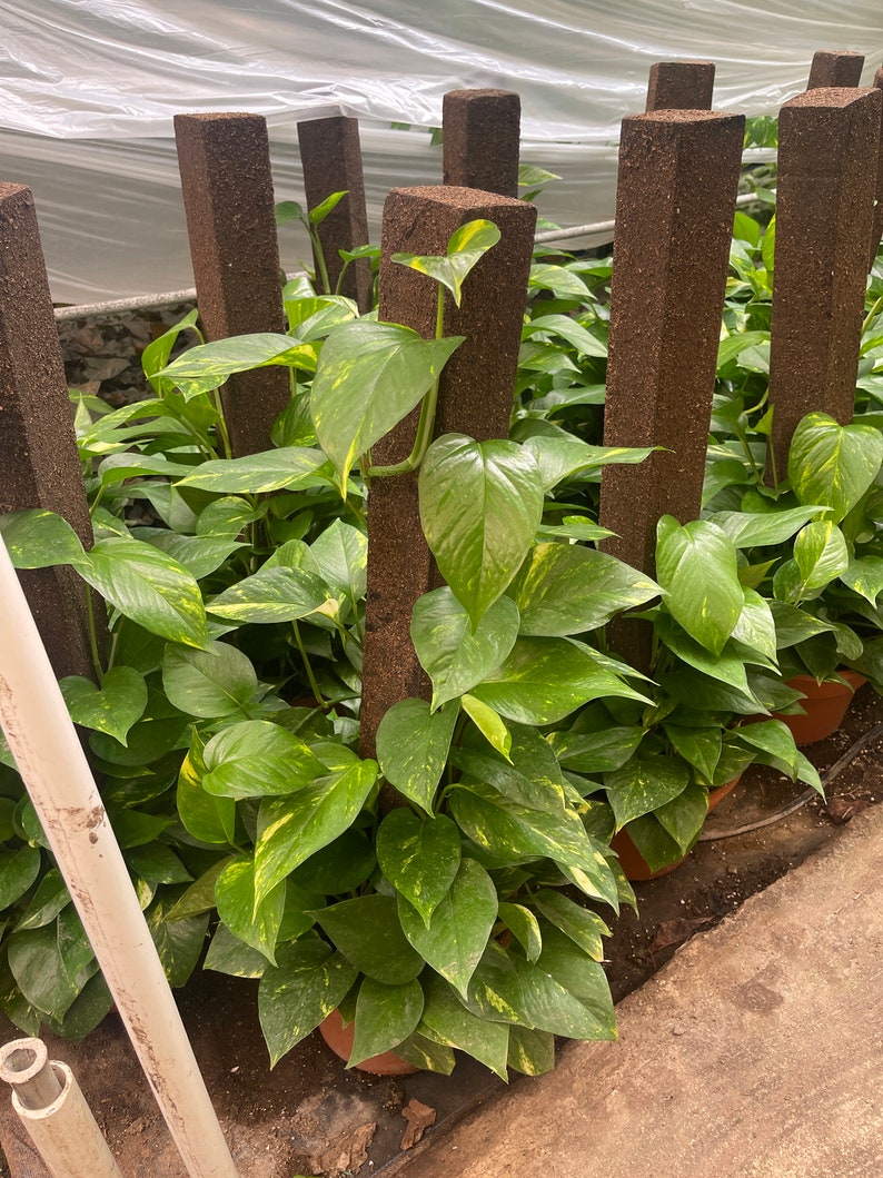 Large Golden Pothos on Trellis Pole - Etsy