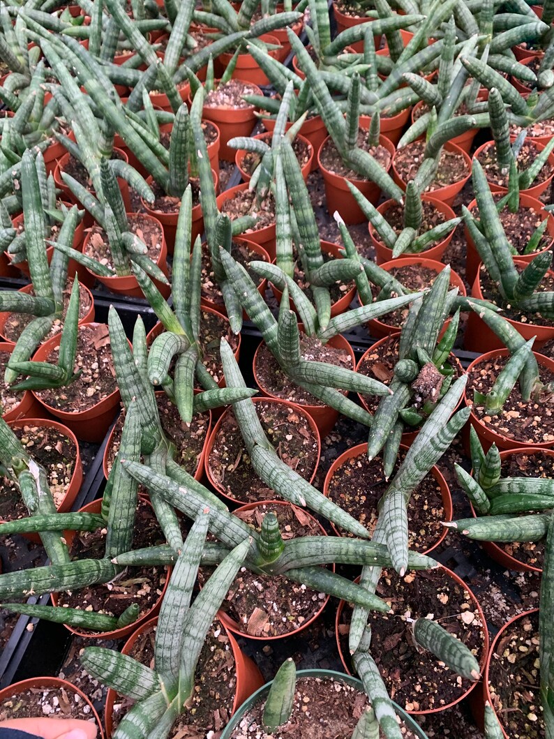 Sansevieria Cylindrica Starfish Boncel 4'' pot LARGE | Etsy