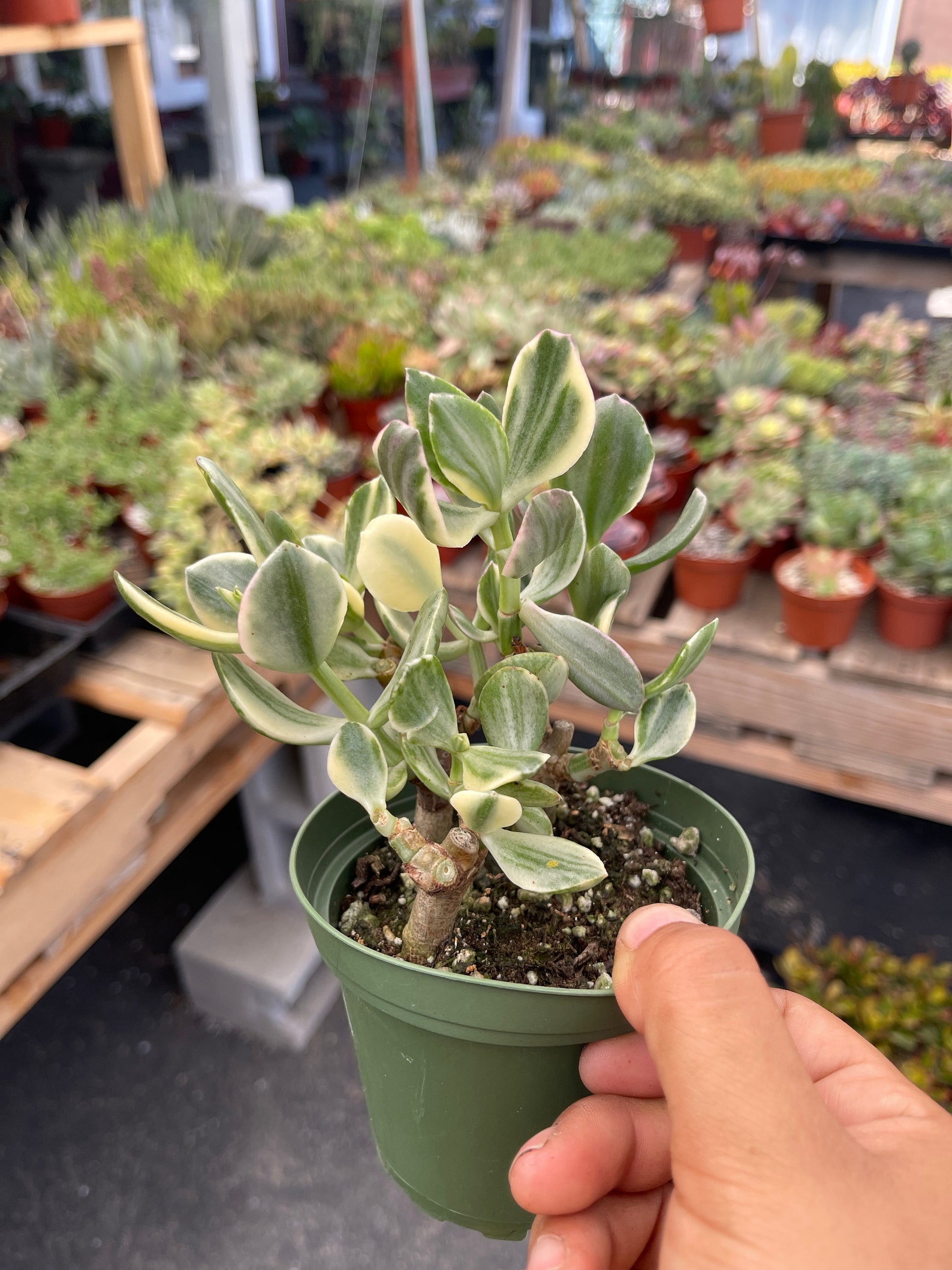 4 Jade Variegated Plant | Etsy
