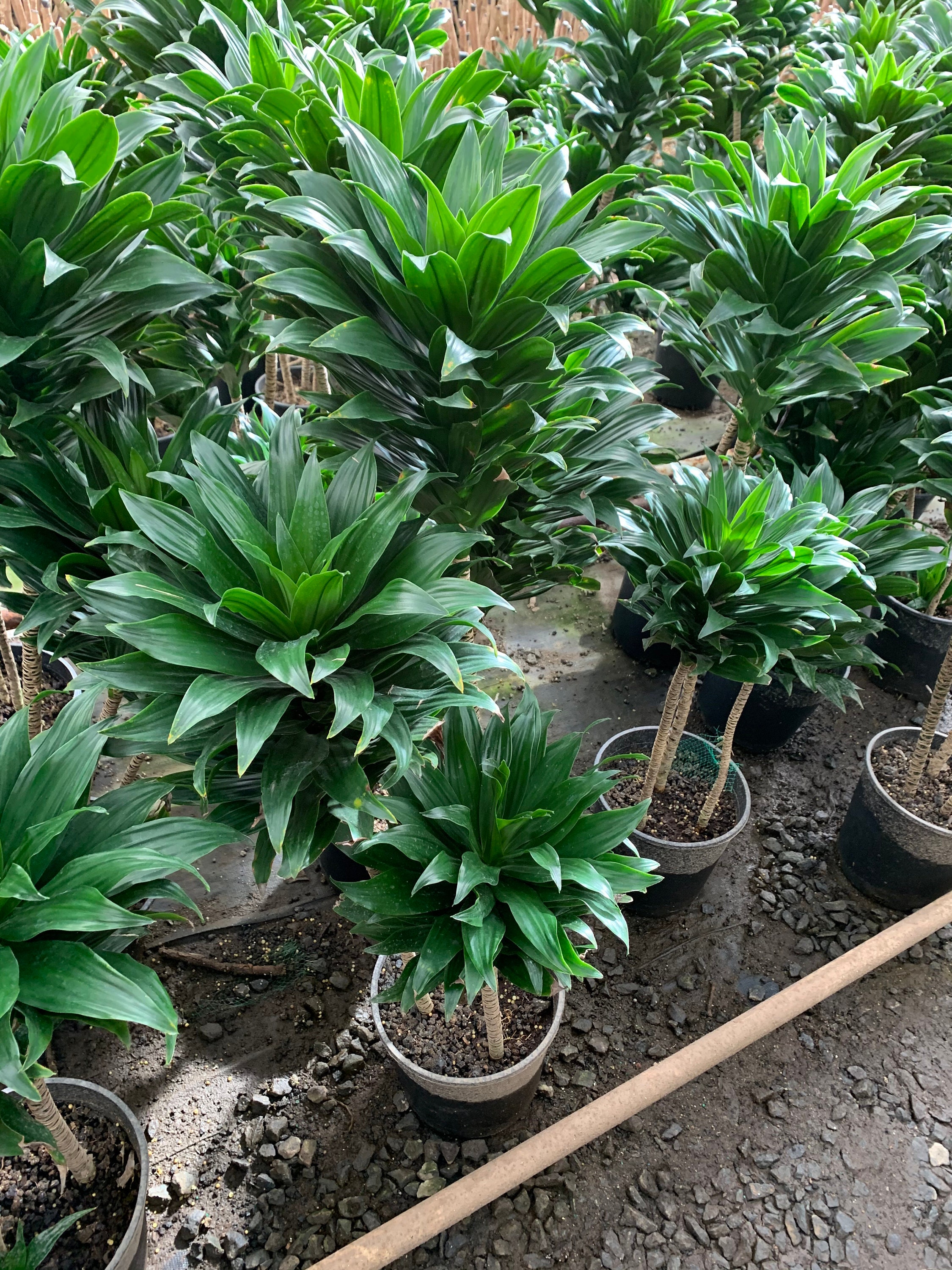 Dracaena Compacta
