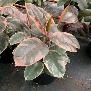 Ficus Ruby Ficus Elastica Pink Rubber Tree LARGE Plant BAREROOT - Etsy