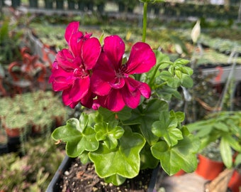 GERANIUM Tango Upright Strawberry Ice 1 Live Starter Plant 4 Nursery ...