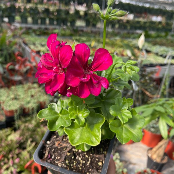 Geranium Live Plant - Etsy