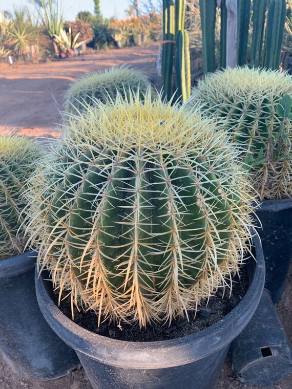 Cactus For Sale
