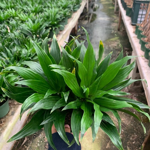 Dracaena Janet Craig Compacta Cane Plant in 2g Pot - Etsy