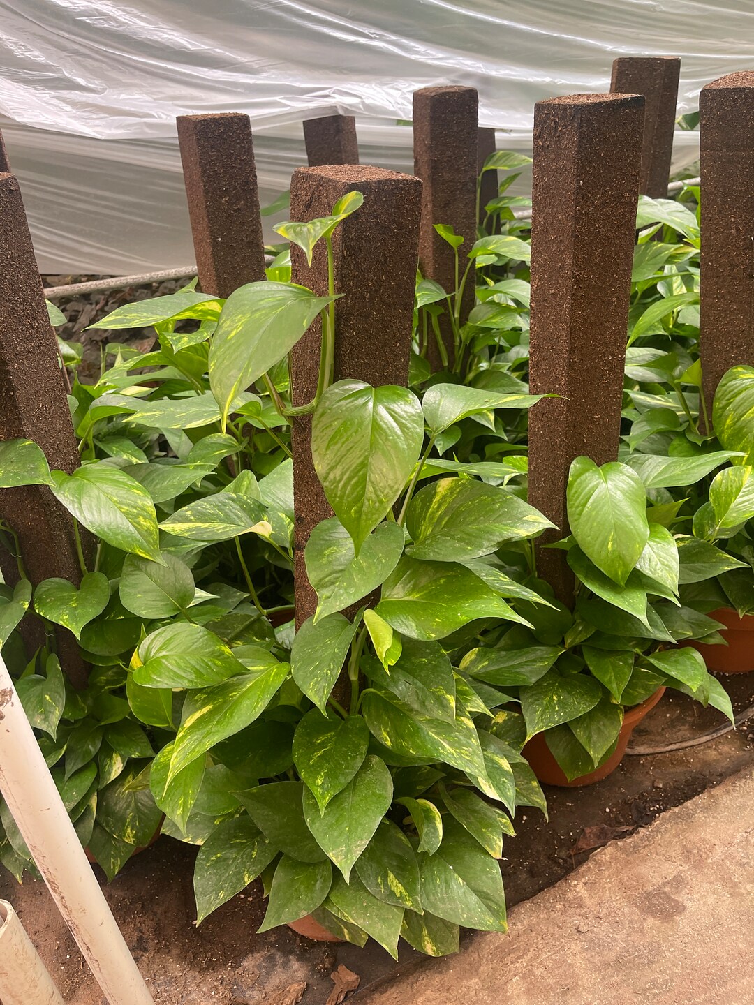 Large Golden Pothos on Trellis Pole - Etsy