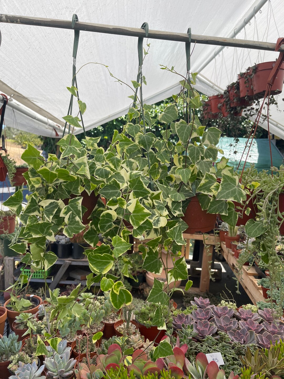 Variegated 'Wax Ivy' Houseplant in 6 Inch Pot Senecio macroglossus ...
