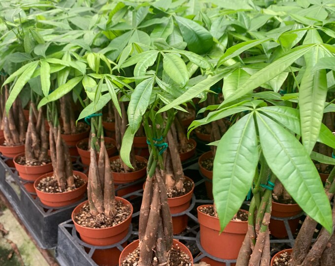 Money Tree in a 4 Pot Pachira Aquatica Bonsai Plant Exceptional Quality ...