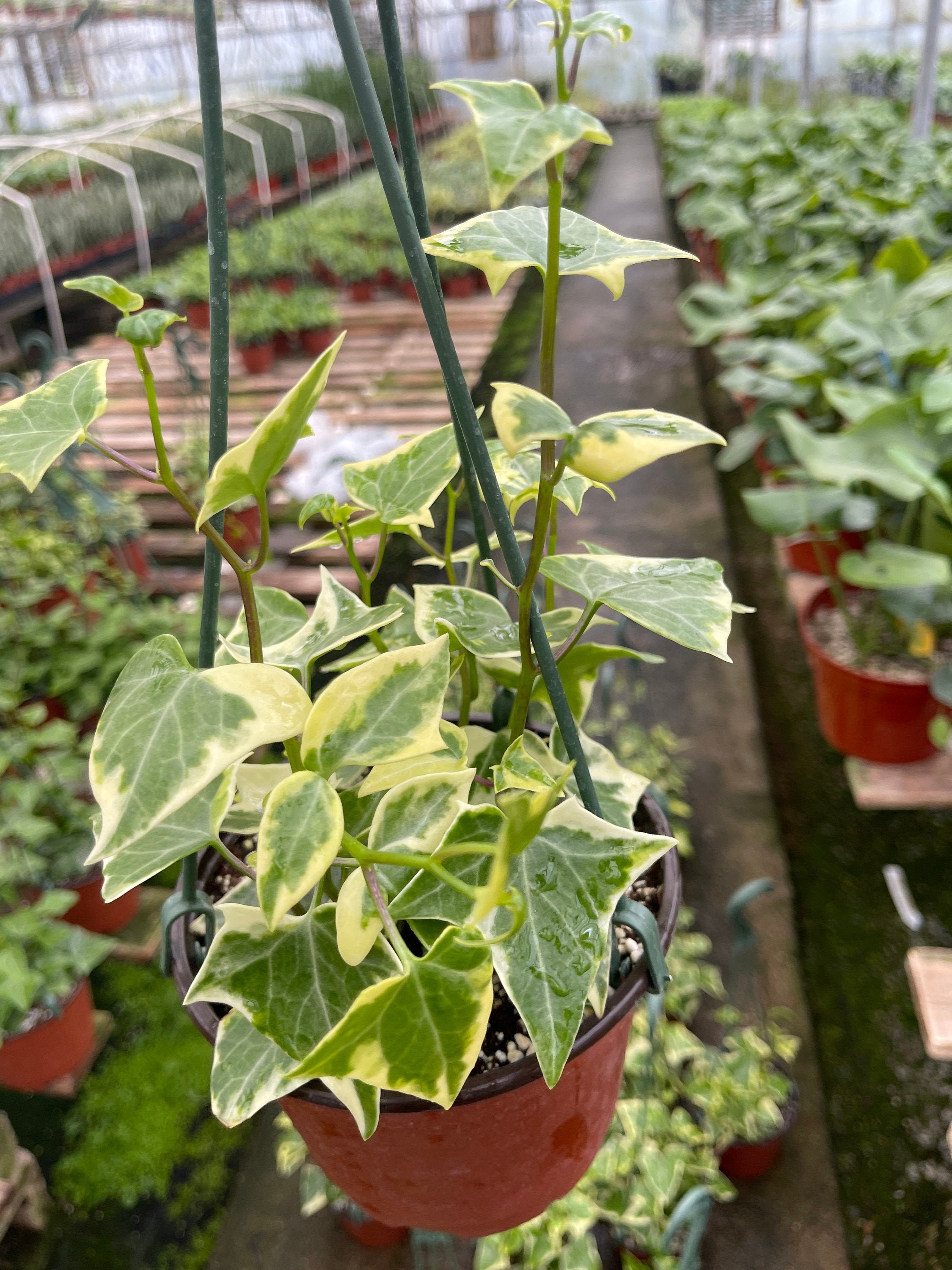 Variegated 'Wax Ivy' Houseplant in 6 Inch Pot | Etsy