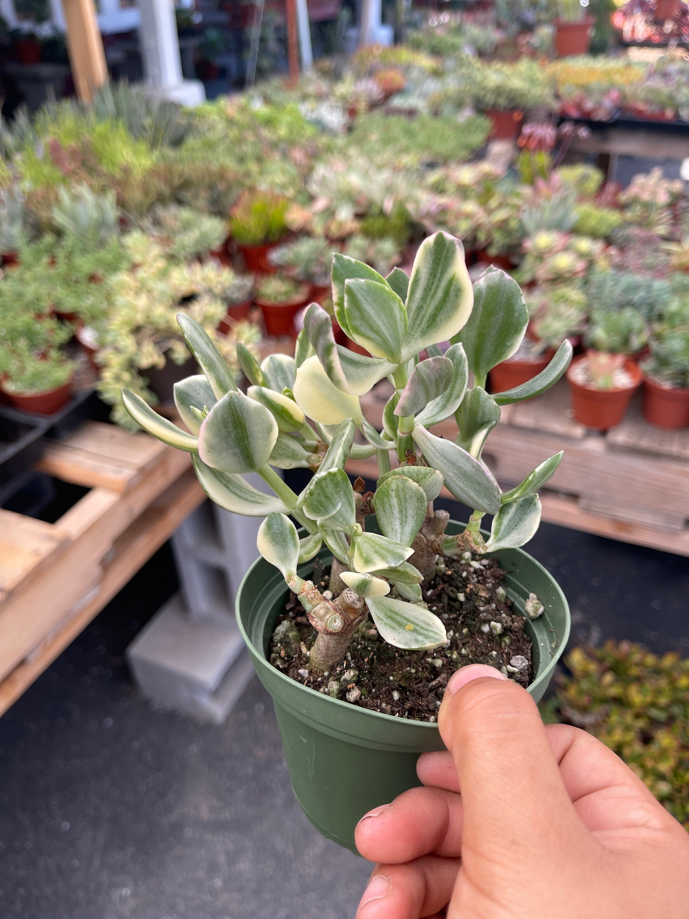 4 Jade Variegated Plant | Etsy