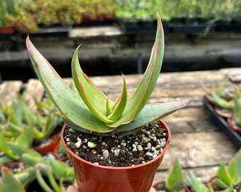 Aloe Ghost, Hybrid Aloe, Aloe Striata X Aloe Maculata. 4 Pot, Live Aloe ...