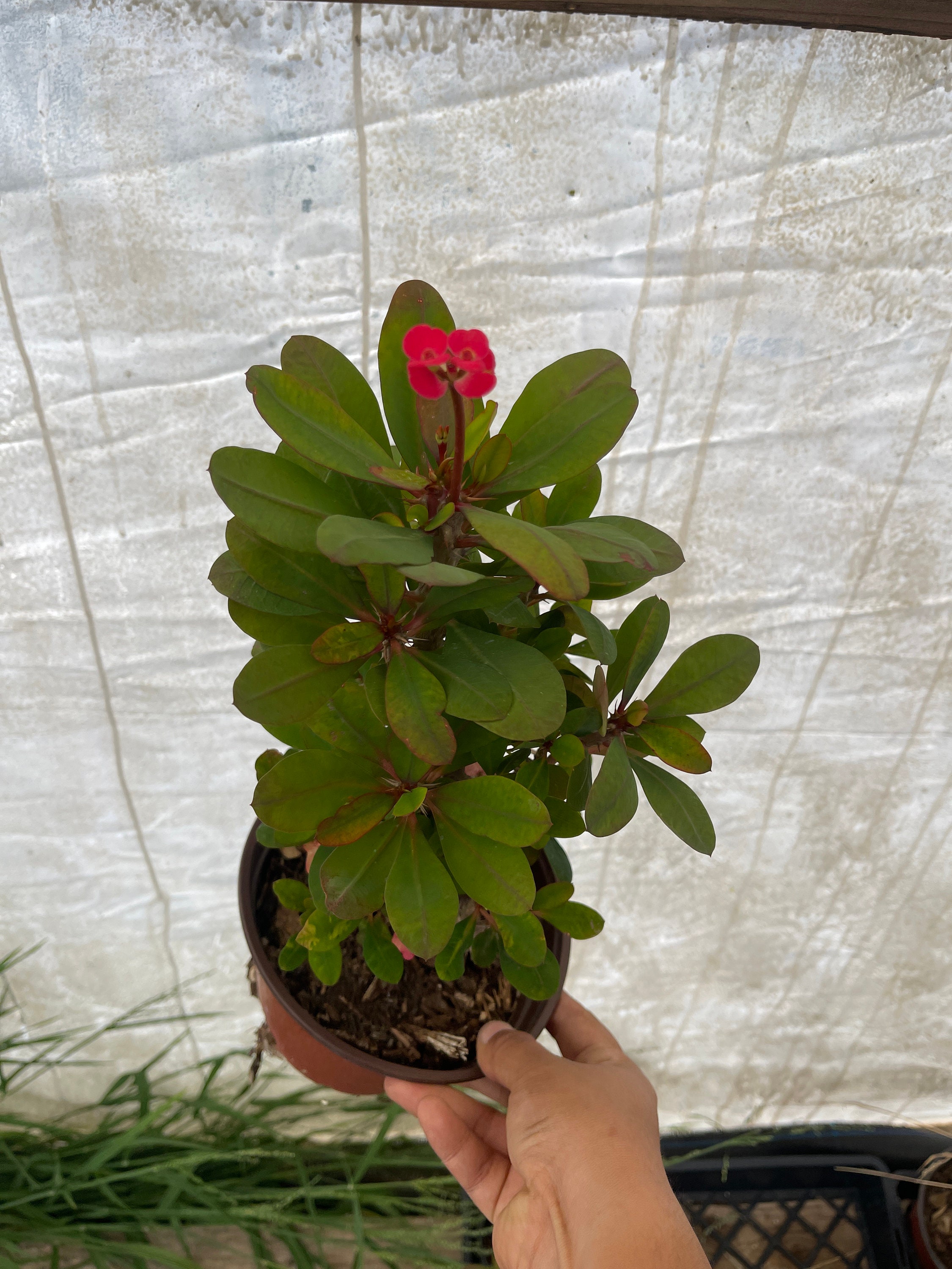 Dwarf Crown Of Thorns Plant