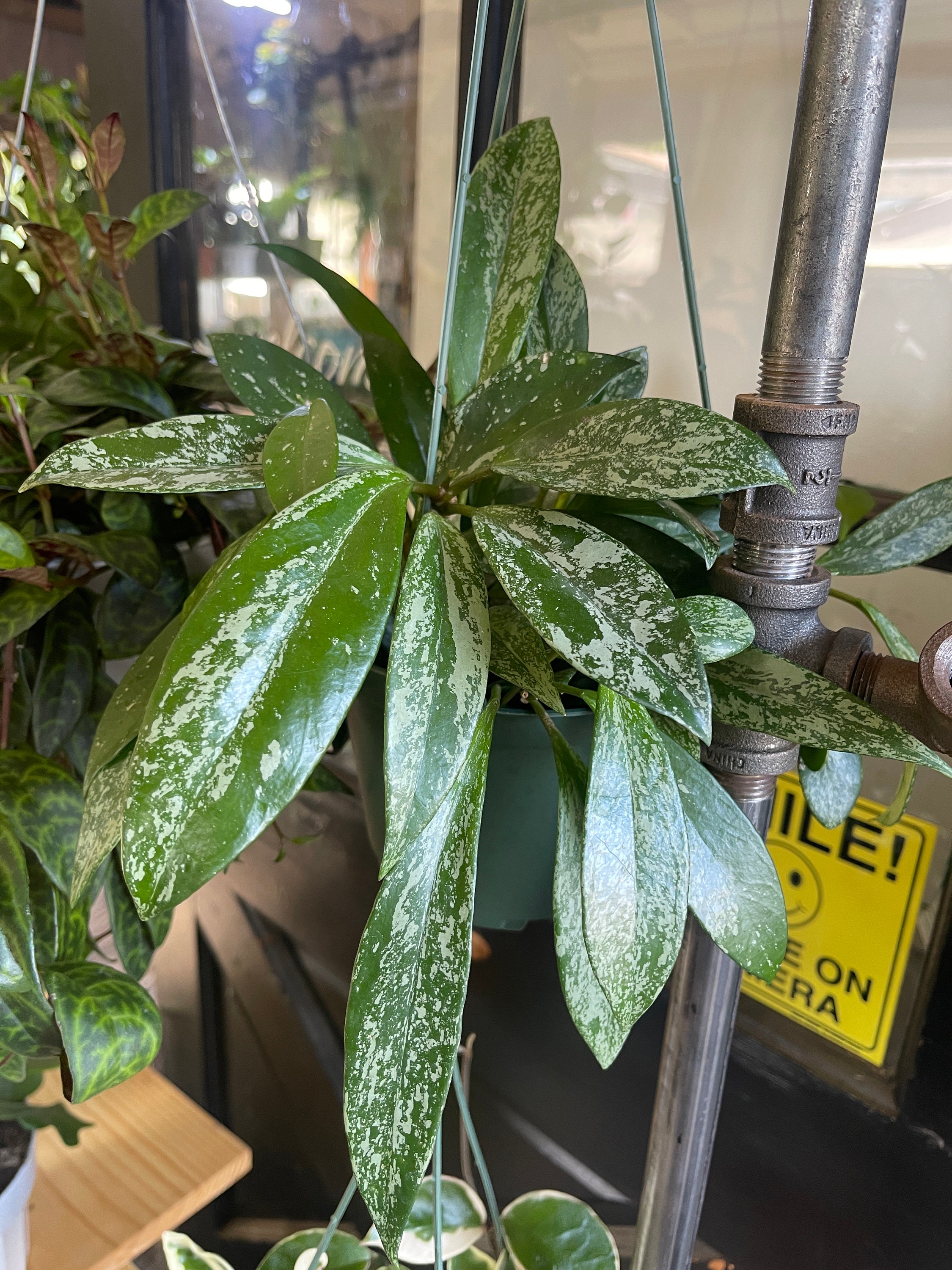 Ferns, Grasses & Bamboo Outdoor & Gardening Rare Hoya Pubicalyx Super ...