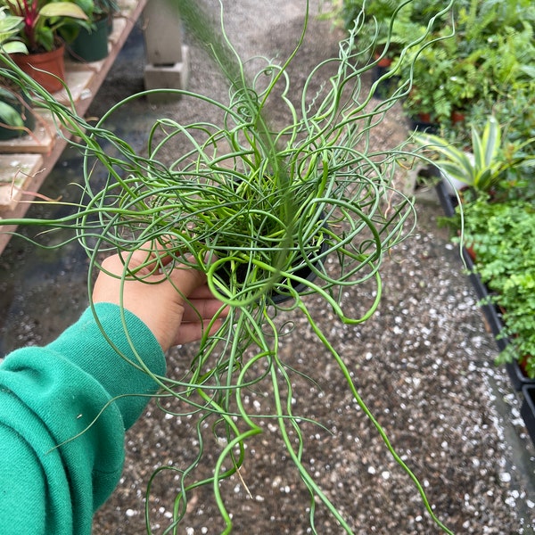 Frizzle Sizzle Plant - Etsy