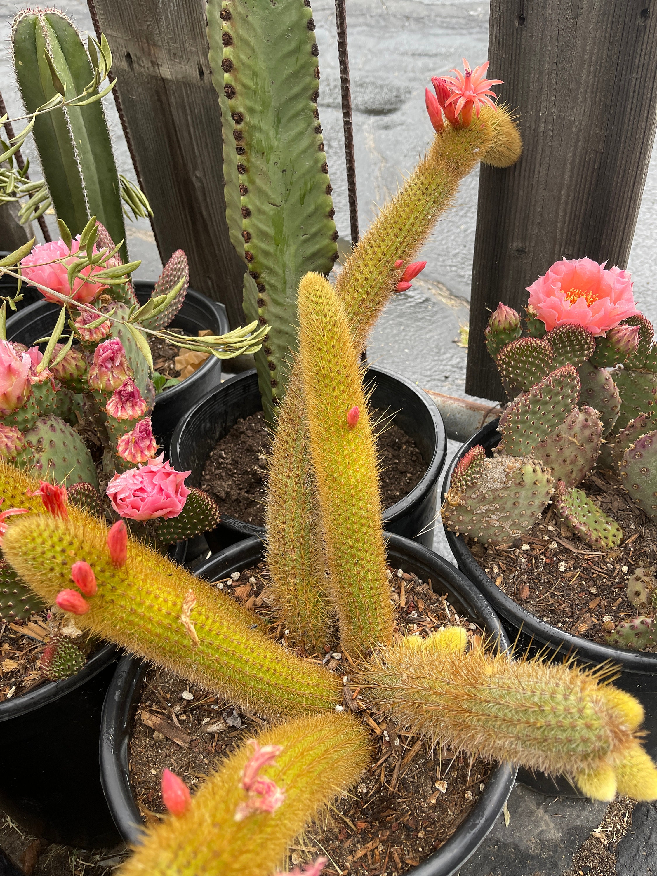 Large Hildewintera Aurispina Golden Fox Cactus - Etsy