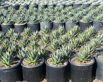Blue Glow Agave 3 Gallon Live Succulent Plant Cactus Indoor Plant ...