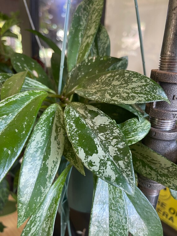 Ferns, Grasses & Bamboo Outdoor & Gardening Rare Hoya Pubicalyx Super ...