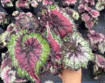 Jurassic Rex Begonia Watermelon Starter Plant ALL STARTER - Etsy