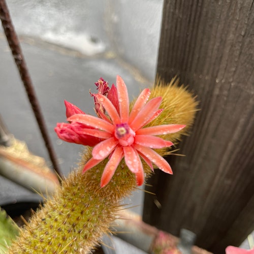 Large Hildewintera Aurispina Golden Fox Cactus - Etsy