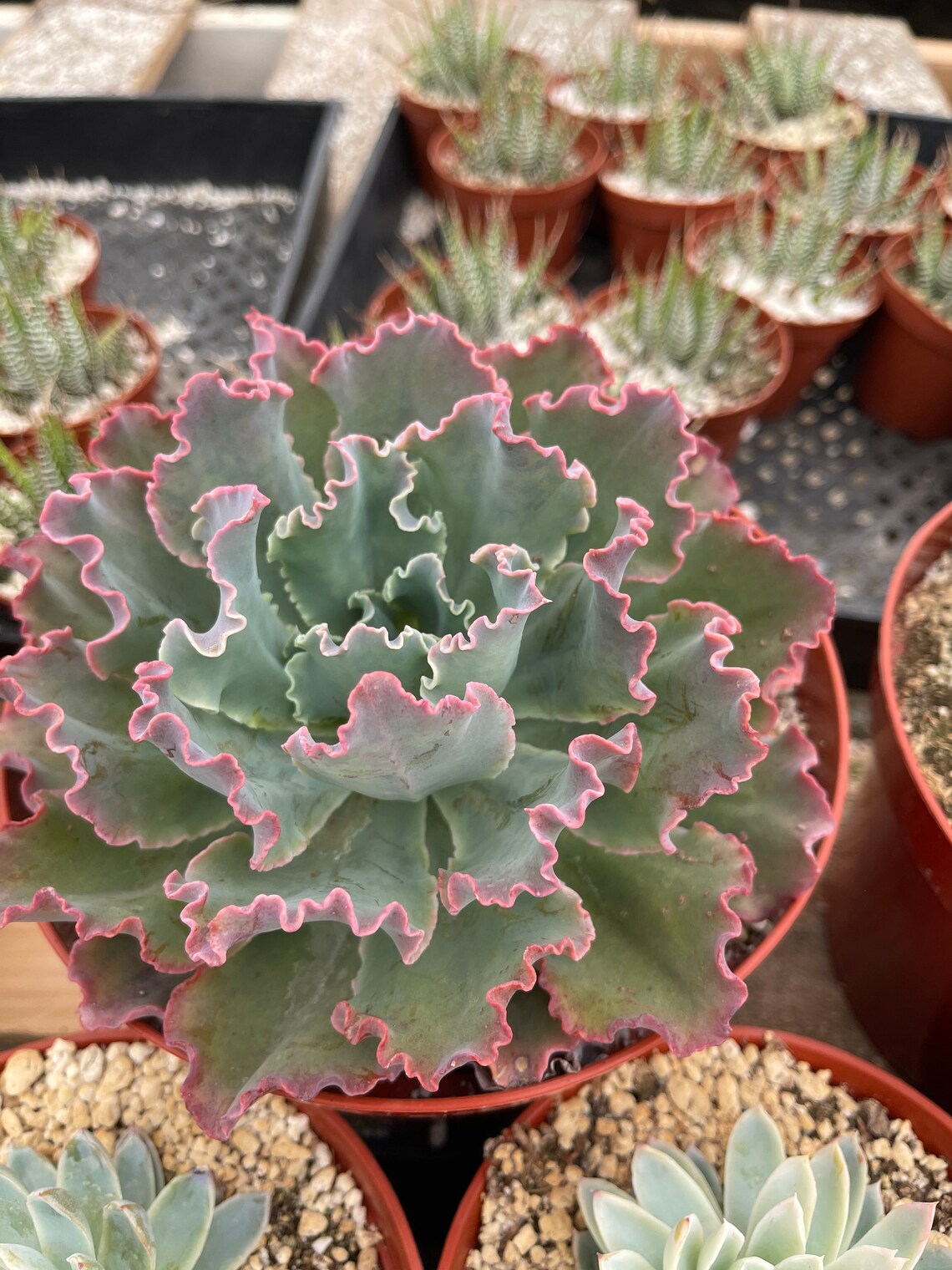 8 Pot Echeveria Blue Curls - Etsy