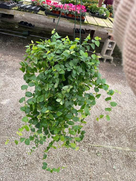 Ficus Repens (Creeping Fig), 57% OFF