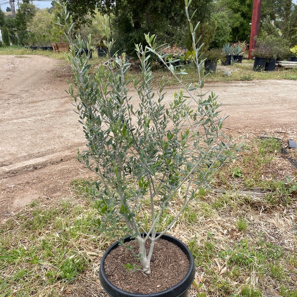 Wilsonii Olive Tree - Etsy